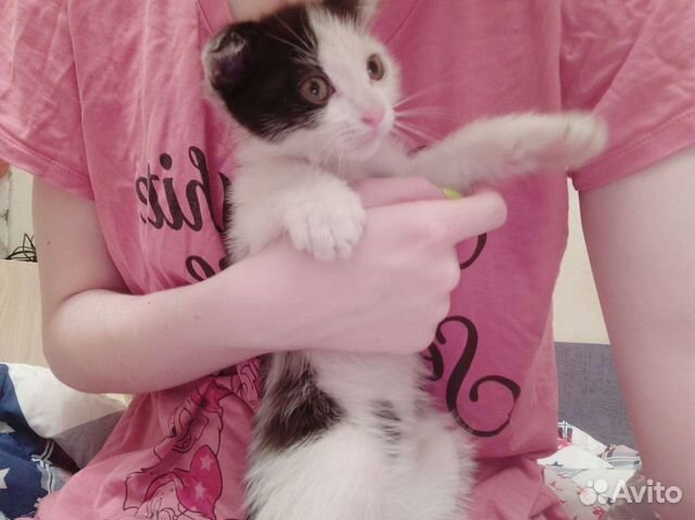 Милый котик