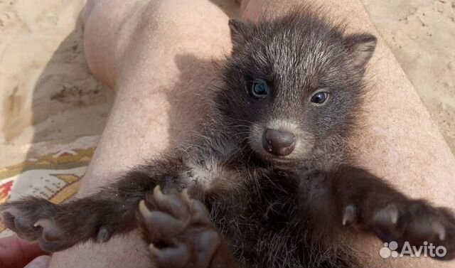 Енотовидные собачки