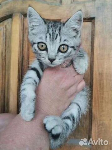 Кошка отдаю. Котёнок