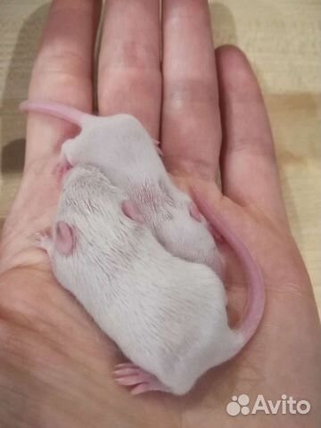 Мышата из под матки живые на корм