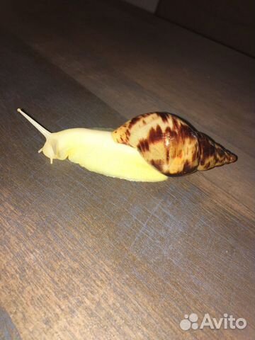 Улитка Ахатина (Альбинос)