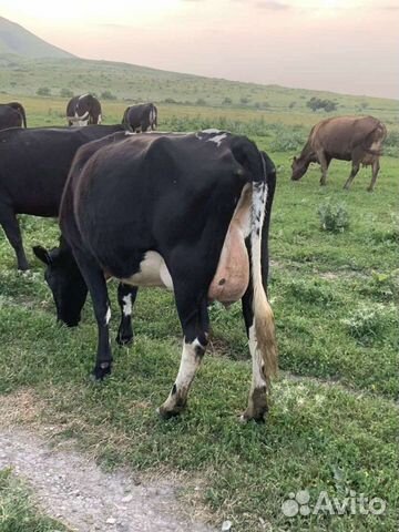 Корова телка