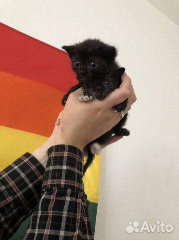 Котята 4 недели