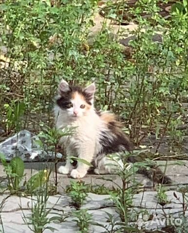 Котенок на улице