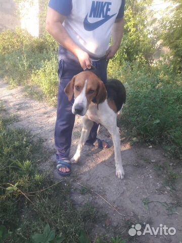 Бигль