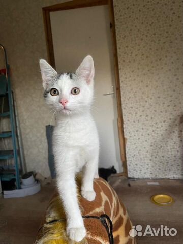 Котенок мальчик Арчи 3 мес