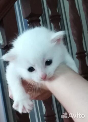 Котята в добрые руки. Совершенно белые, не слепые