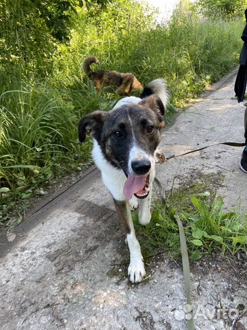 Генри в добрые руки