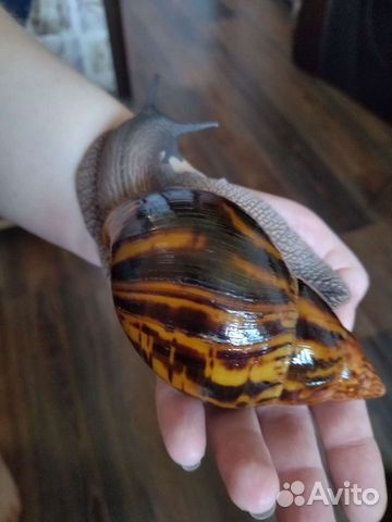 Улитка Achatina Achatina Tigers стандарт