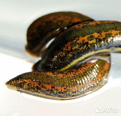 Пиявки медицинские