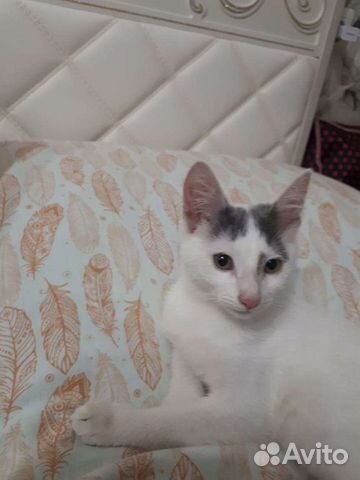 Бело-серый котенок, мальчик, 4месяца в добрые руки