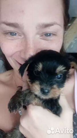 Мини-Йоркширский терьер, сладкие Ангелочки