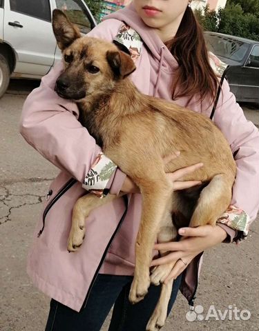 Щенок срочнов добрые руки