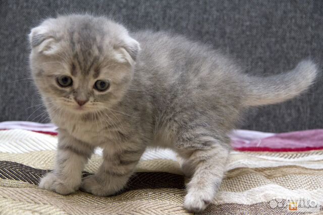 Очаровательные плюшевые шотландцы