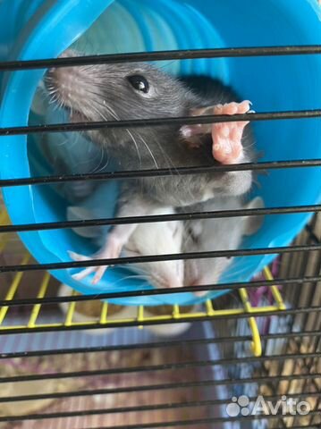 Крыса сиамская и дамбо