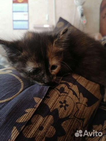 Кошка