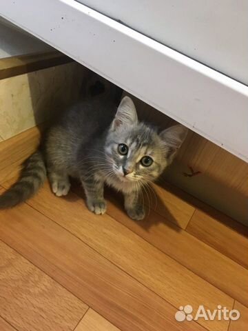 Котёнок по кличке Шера