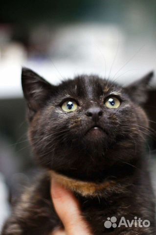 Котенок по имени кики, девочка 3 мес