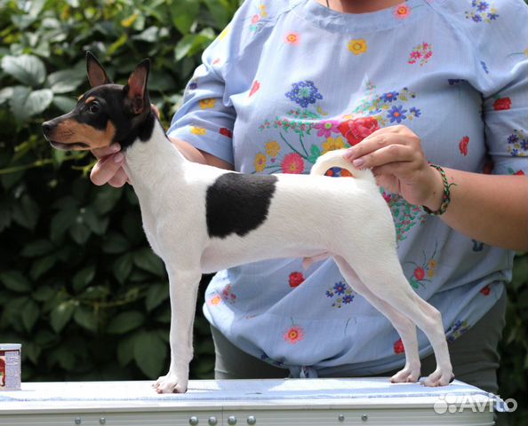 Кобель той-фокстерьер