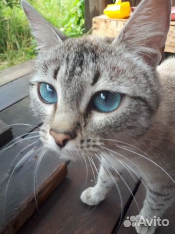 Котята в добрые руки даром