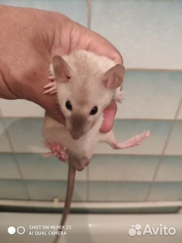 Крыса дамбо