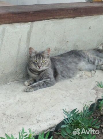 Молодая кошечка