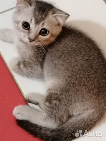 Британские котята