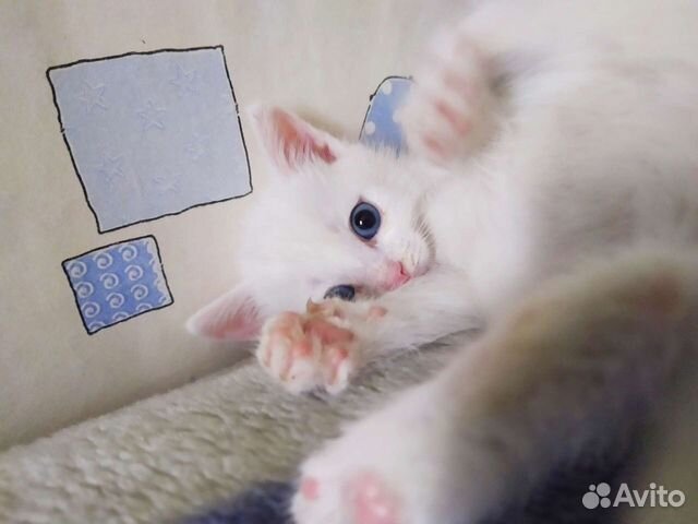 Кошка