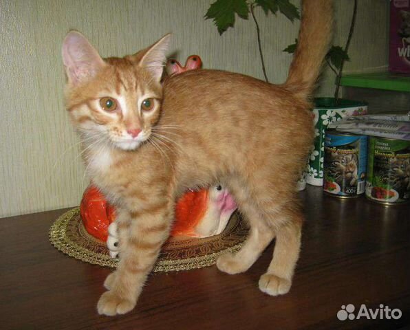 Рыжий мальчишка, возраст 3 месяца