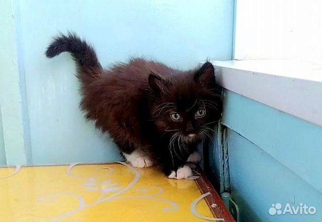 Пушистик-малыш-любопытина, котенок 1,5 месяца