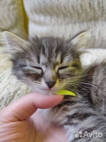 Котенок