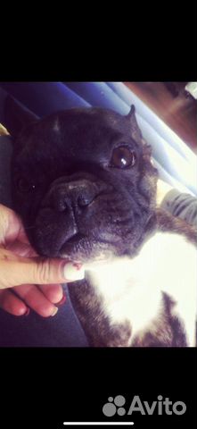 Французский бульдог (заведем)
