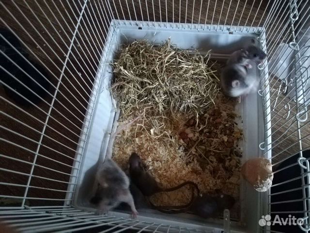 Крысята дамбо