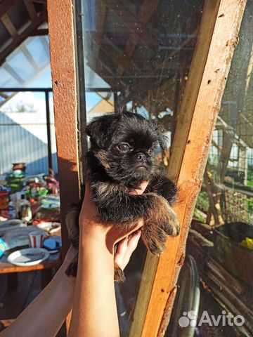 Брюссельский грифон