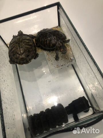 Черепахи 2 шт