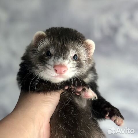 Хорек Иосиф из питомника