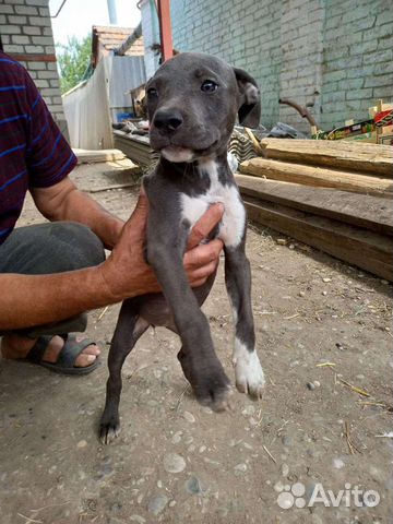 Стаффоширский терьер