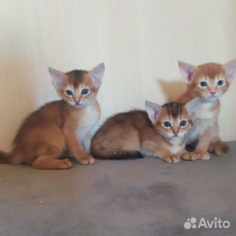 Абиссинские котята дикого окраса и сорель