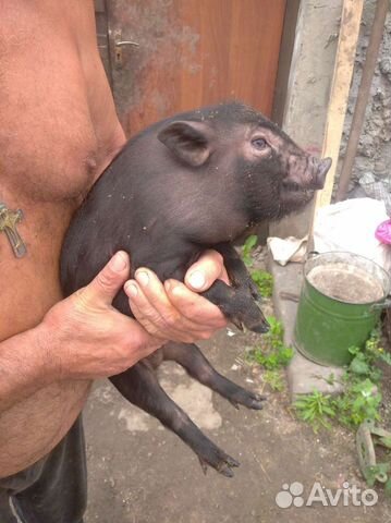 Свиньи Кармалы