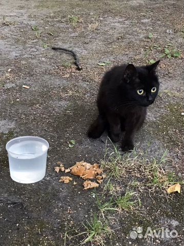 Потеряшка ищет новый дом