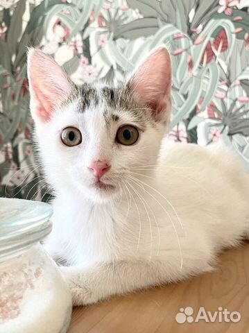Котенок Снежок мечтает спать на своей кроватке