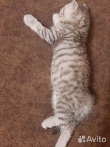 Британская короткошерстная кошка