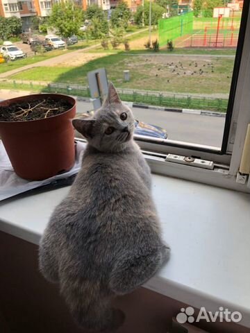 Котята в добрые руки британские