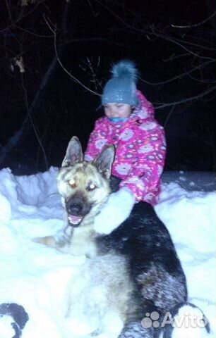 Щенки помесь