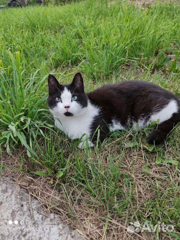 Коты в добрые руки