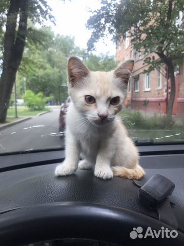 Котенок бесплатно