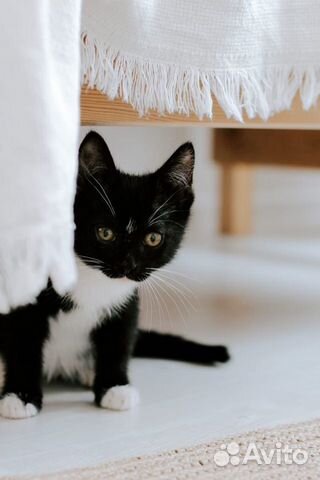 Котята Лукас, Лёлек, Кузя, Кнопа ищую хозяев. Добр