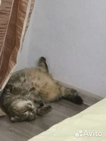 Кошка вислоухая