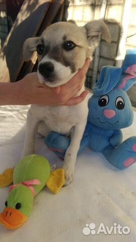 Ищет дом щенок не крупной Собачки Кристи