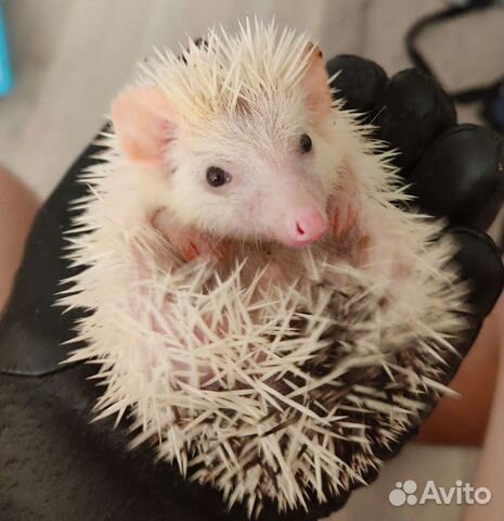 Карликовый африканский ежик